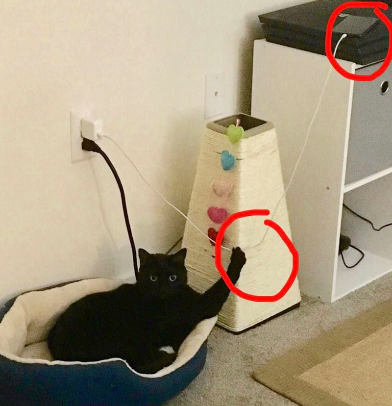 50+ Cats who are great at behaving like monsters