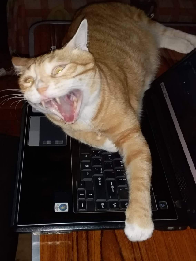50+ Cats who are great at behaving like monsters