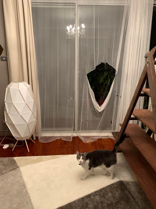 50+ Cats who are great at behaving like monsters