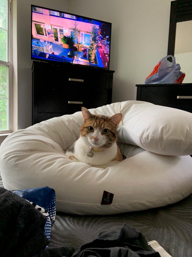 50+ Cats who are great at behaving like monsters