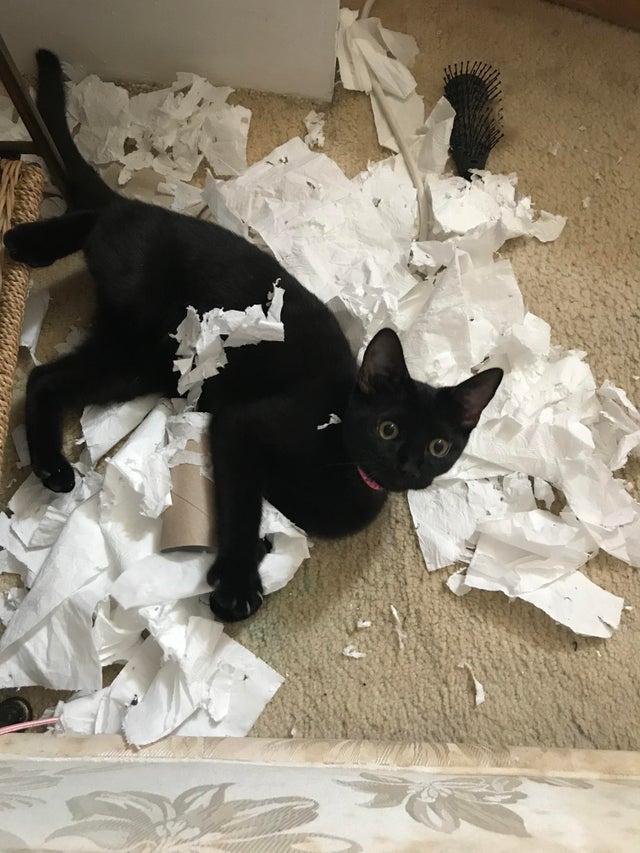 50+ Cats who are great at behaving like monsters