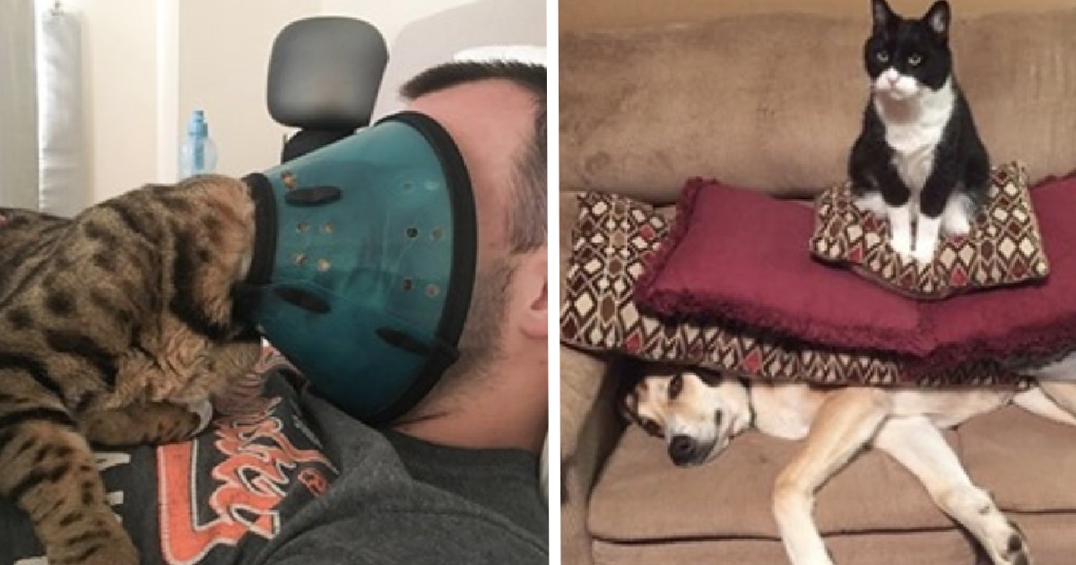 50+ Cats who are great at behaving like monsters