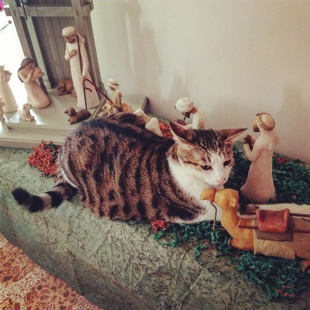 75 times cats didn’t care about your beautiful nativity scene and ...