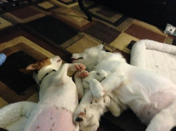 75 dog best friends that know the true meaning of friendship