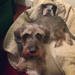75 dog best friends that know the true meaning of friendship