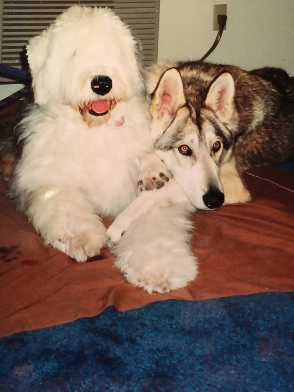 75 dog best friends that know the true meaning of friendship