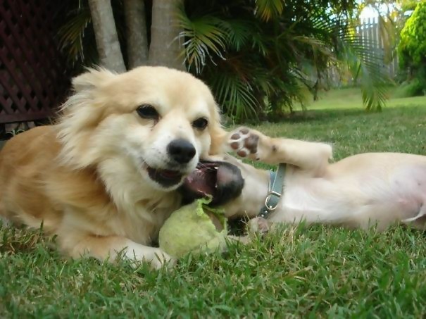 75 dog best friends that know the true meaning of friendship