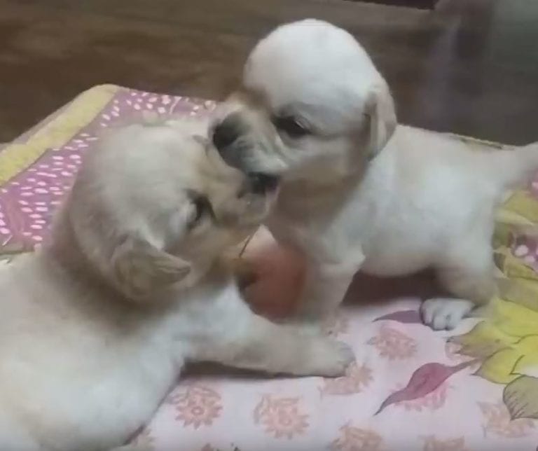 Puppies Are Fighting And Mama Swoops Into Action