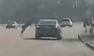Deer flies across 6-lane highway and leaps over a car in heart-racing video
