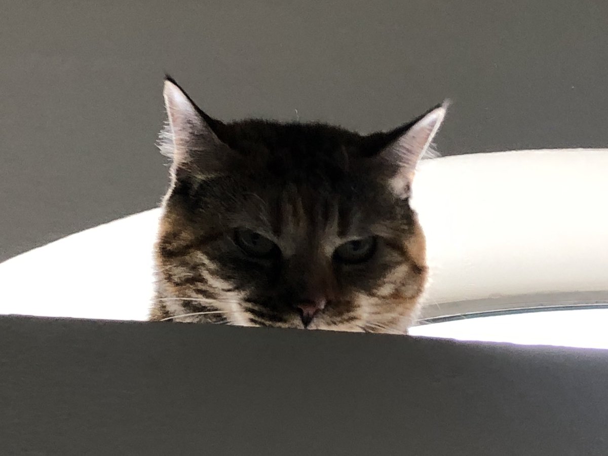 70 cats that are most likely trying to take over the world or plan a hit