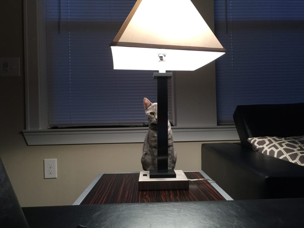 70 cats that are most likely trying to take over the world or plan a hit