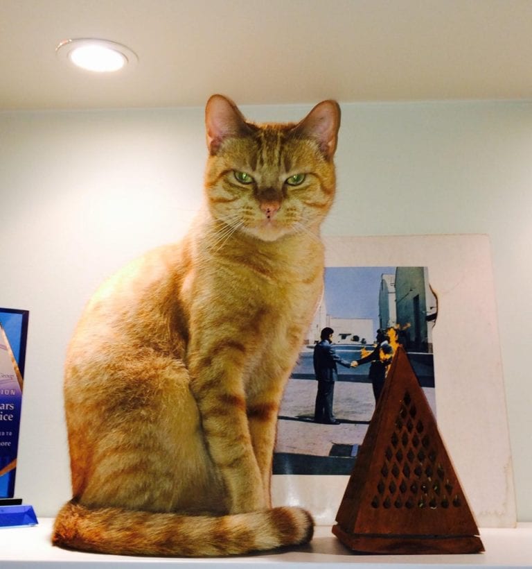 70 cats that are most likely trying to take over the world or plan a hit