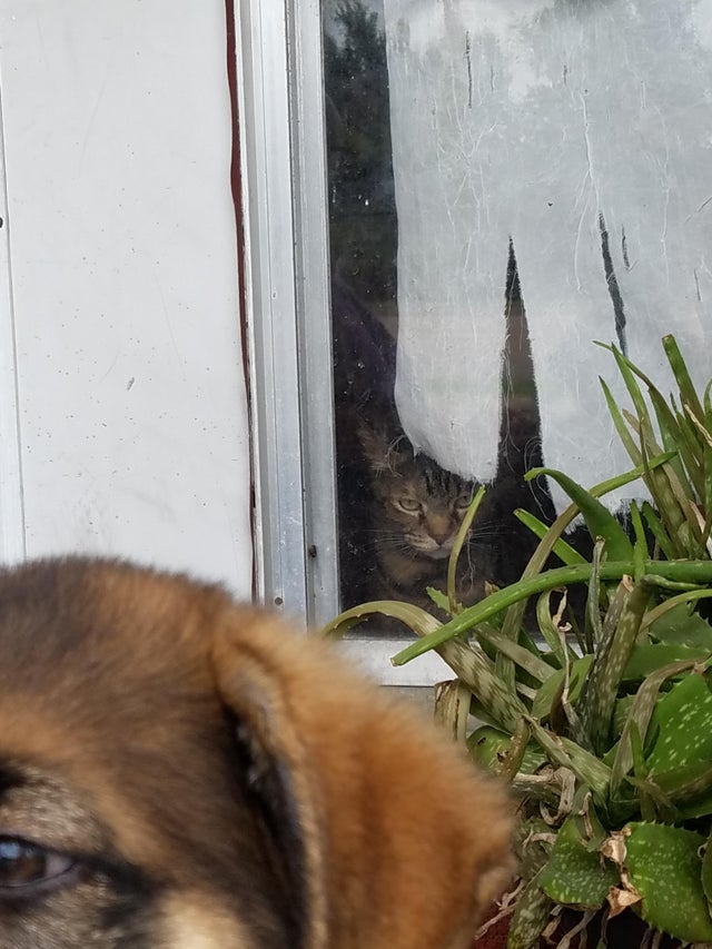 70 cats that are most likely trying to take over the world or plan a hit