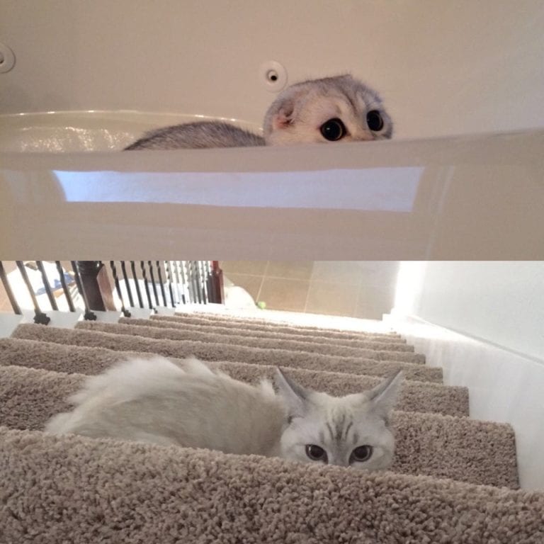 70 cats that are most likely trying to take over the world or plan a hit