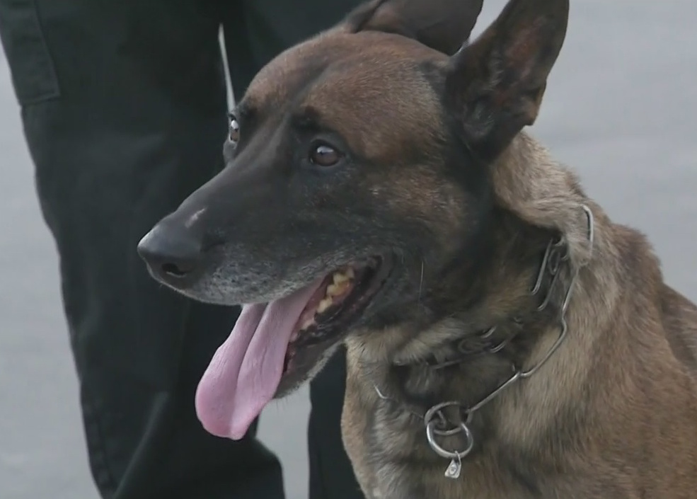 Man refuses to get out after high-speed highway chase – then police dog ...
