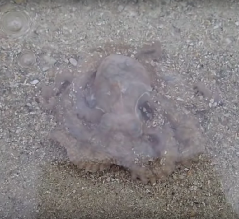 Man Saves Octopus And Gets Unexpected “Thank You”