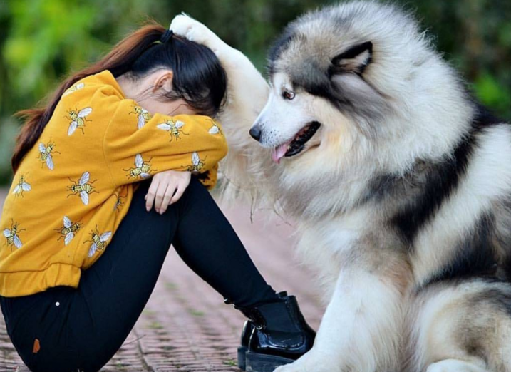 75 Dogs And Their Gazes Showing Unconditional Love