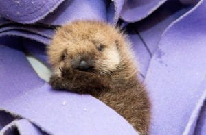 15 adorable photos of baby otters that will instantly brighten your day