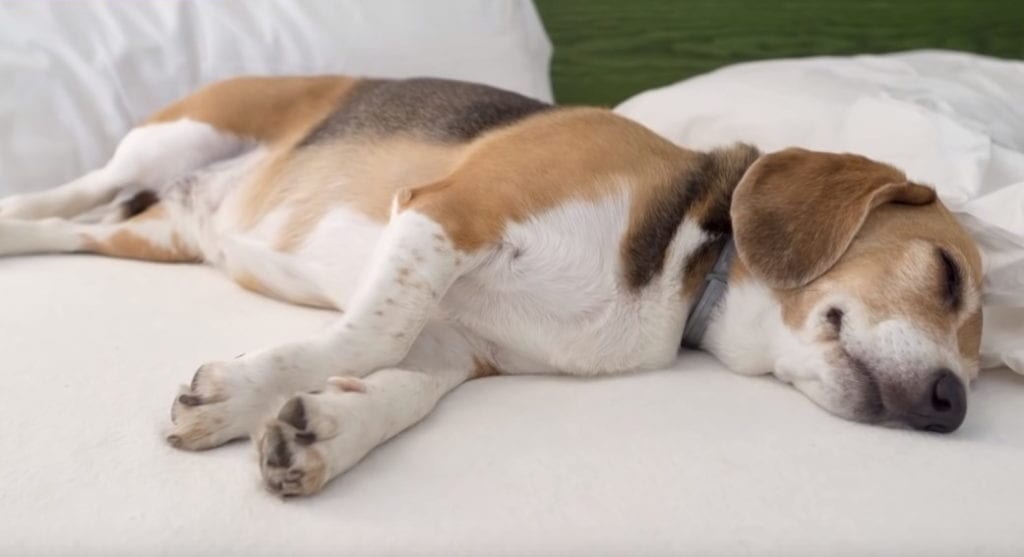 A Dog’s Sleeping Position Gives Insight Into Their Health And Feelings