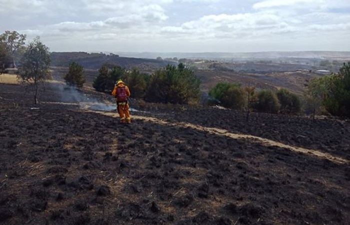 Firefighter stands with sad koala as they watch a bushfire ravage the ...