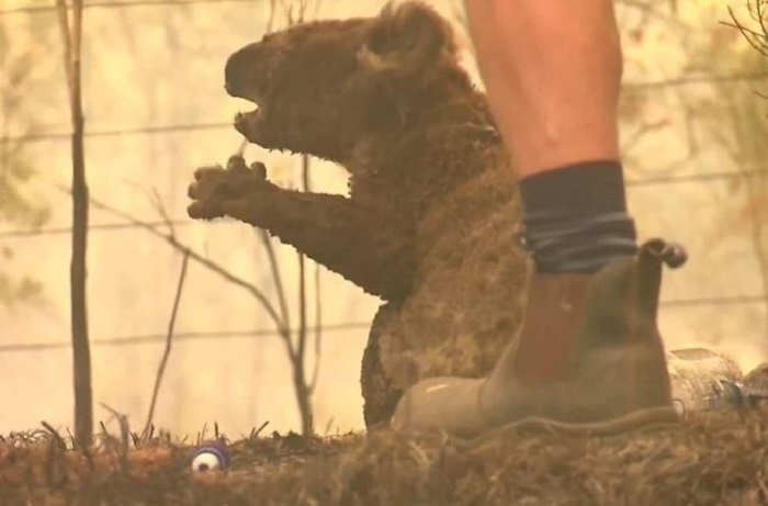 Firefighter stands with sad koala as they watch a bushfire ravage the ...