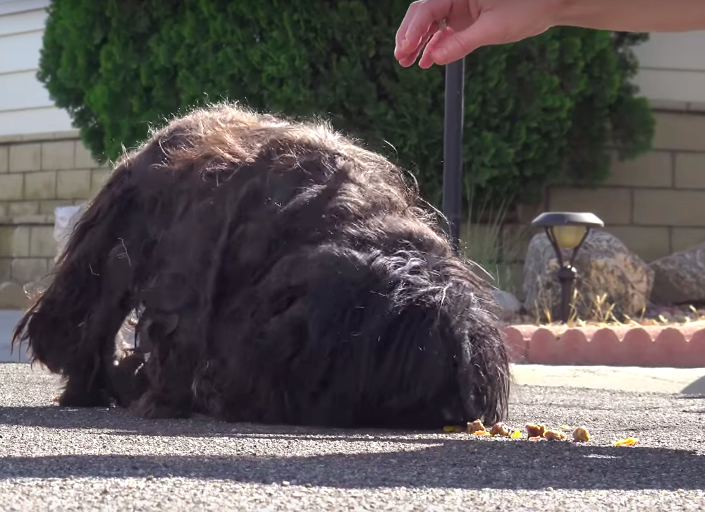 Matted Dog Wouldn’t Let Anyone Touch Her For Two Years