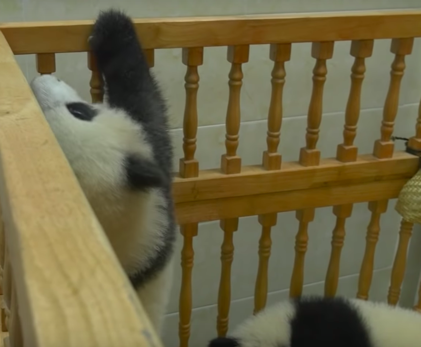 Baby Panda’s Crib Escape Hilariously Foiled By Worker