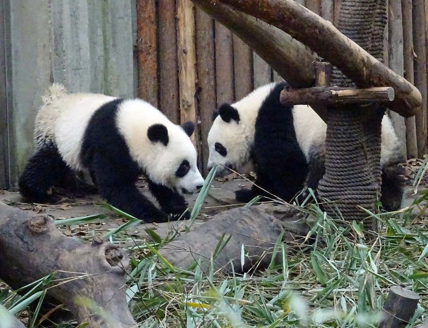 Panda Mom Does The Most “Mom” Thing Ever When Baby Returned To Cage