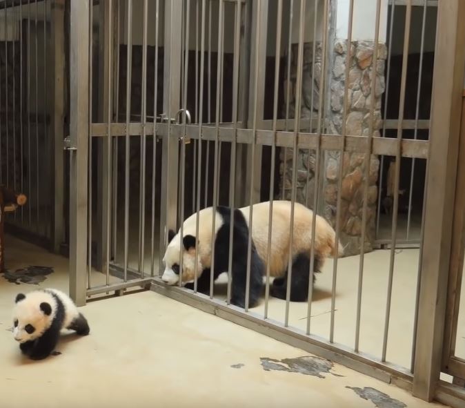 Panda Mom Does The Most “Mom” Thing Ever When Baby Returned To Cage