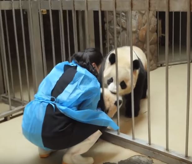 Panda Mom Does The Most “Mom” Thing Ever When Baby Returned To Cage
