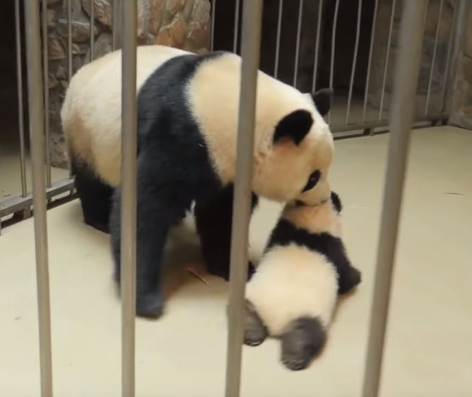 Panda Mom Does The Most “Mom” Thing Ever When Baby Returned To Cage