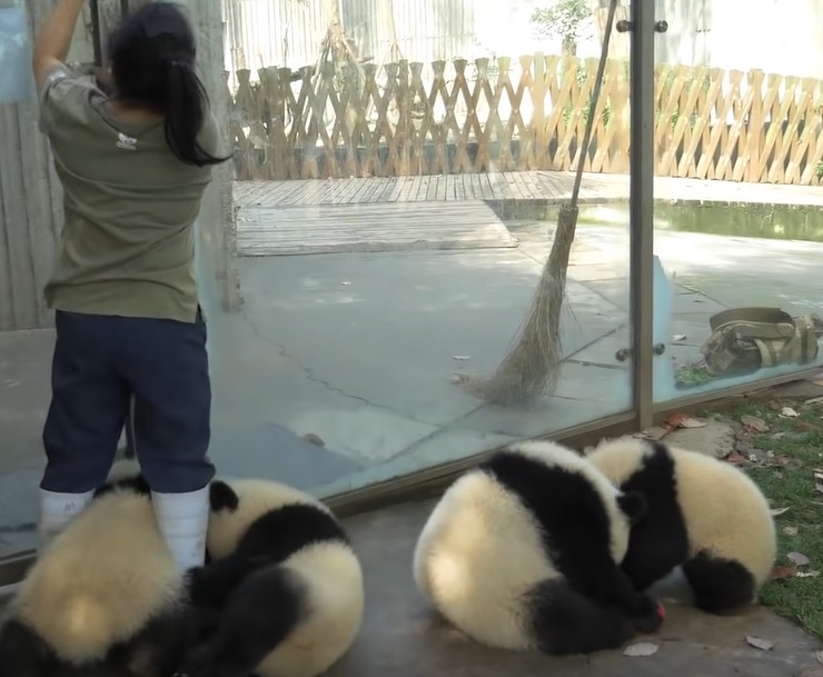 Naughty Panda Cubs Give Worker A Run For Her Money