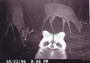 52 eye-opening hidden camera snaps catching animals in their private lives