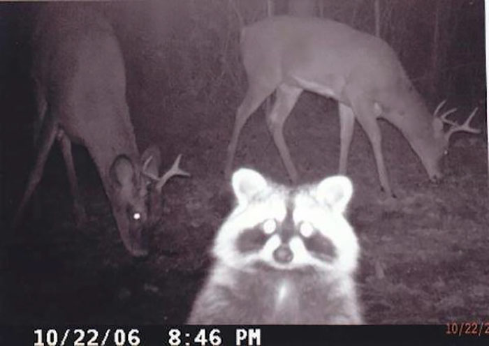 55 times hidden cameras caught animals when no one's around