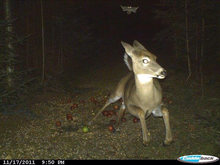 55 times hidden cameras caught animals when no one's around
