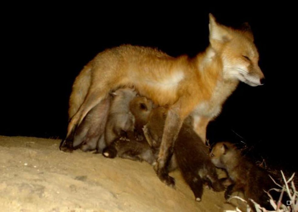 52 eye-opening hidden camera snaps catching animals in their private lives