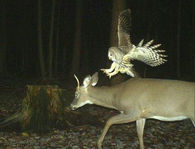 55 times hidden cameras caught animals when no one's around