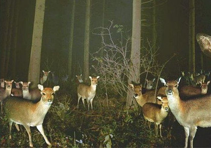 52 eye-opening hidden camera snaps catching animals in their private lives