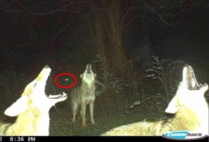 52 eye-opening hidden camera snaps catching animals in their private lives