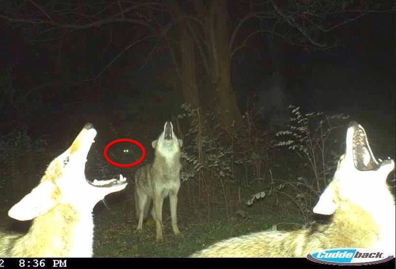 55 times hidden cameras caught animals when no one's around