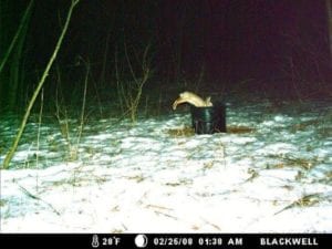 55 times hidden cameras caught animals when no one's around