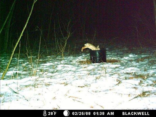 52 eye-opening hidden camera snaps catching animals in their private lives