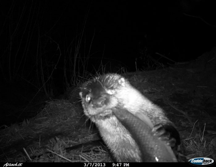 52 eye-opening hidden camera snaps catching animals in their private lives