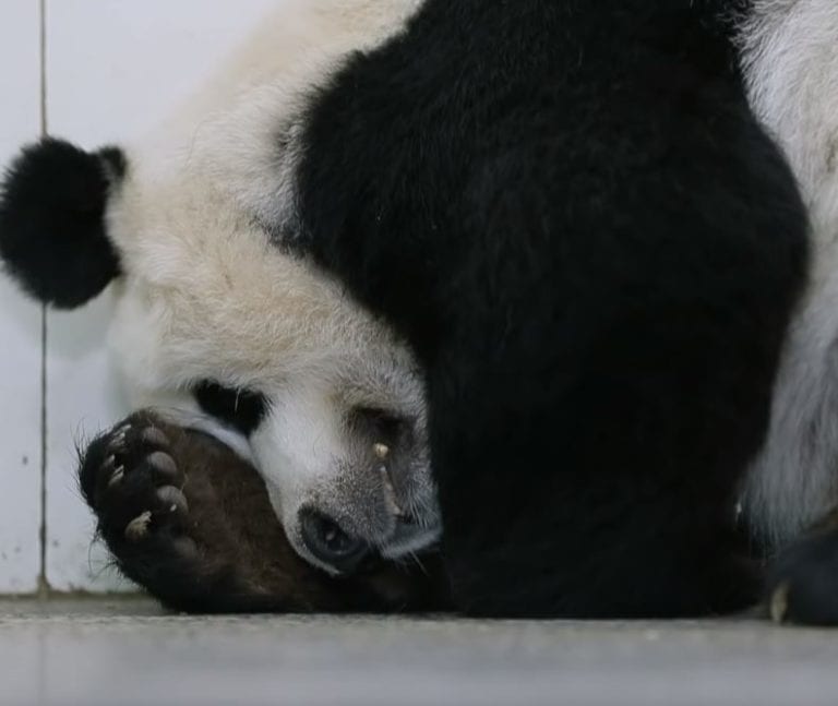 Panda Mom In Labor For Three Days Finally Gives Birth