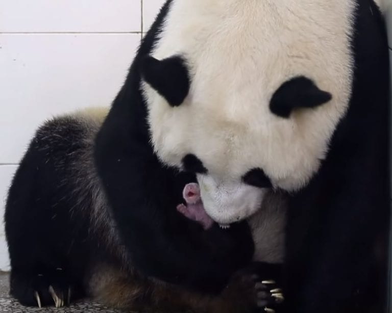Panda Mom In Labor For Three Days Finally Gives Birth