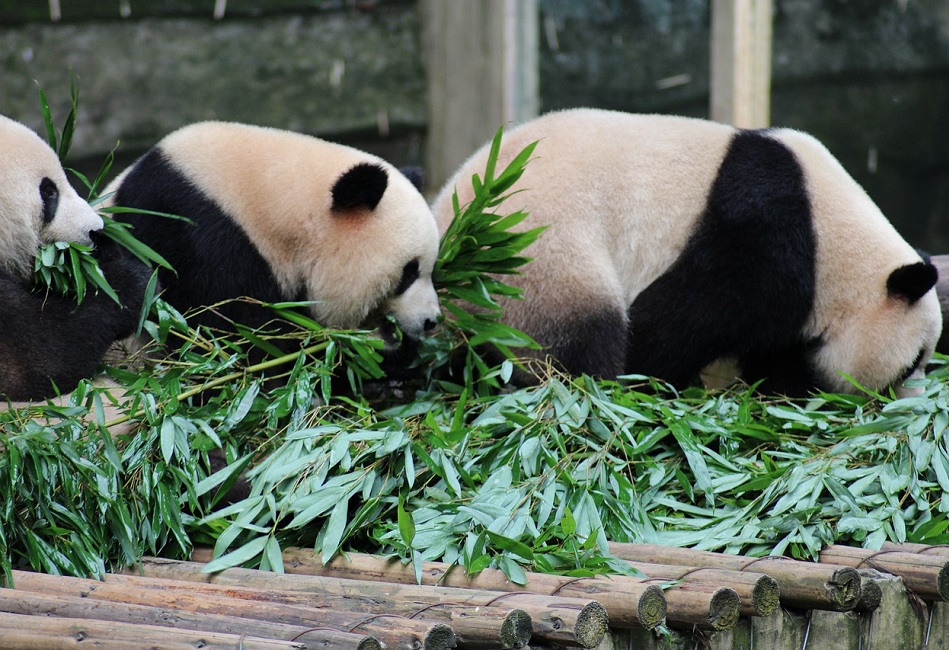 Panda Mom In Labor For Three Days Finally Gives Birth