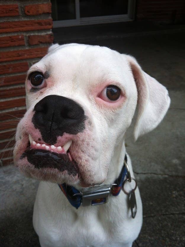 65 Pics of doggy teeth that will make even the grumpiest of us laugh