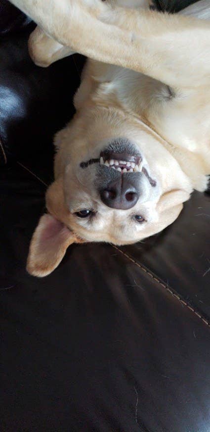 65 Pics of doggy teeth that will make even the grumpiest of us laugh