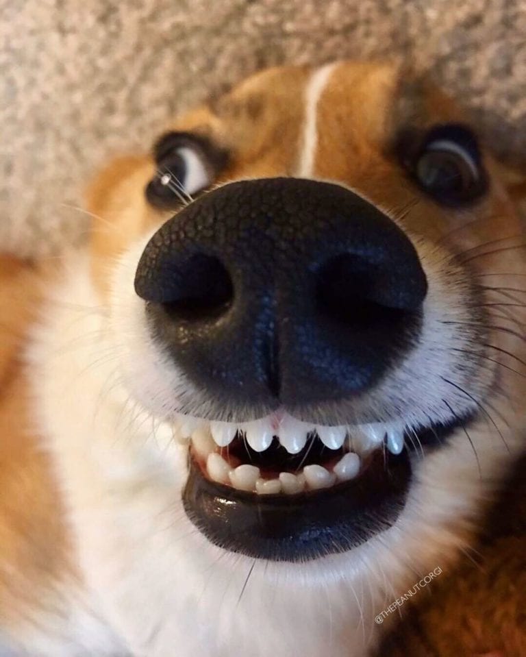 65 Pics of doggy teeth that will make even the grumpiest of us laugh