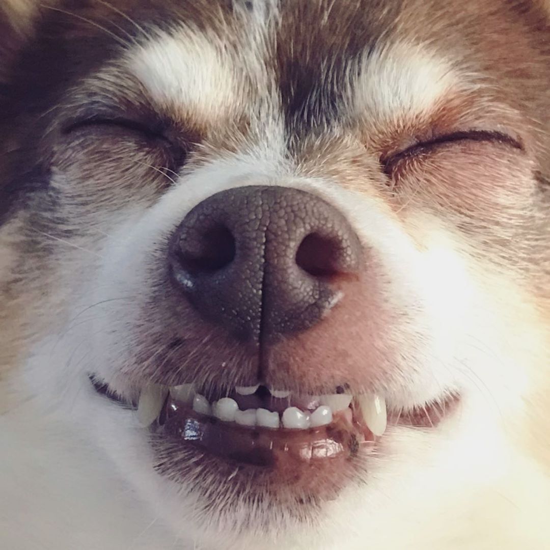 65 Pics of doggy teeth that will make even the grumpiest of us laugh
